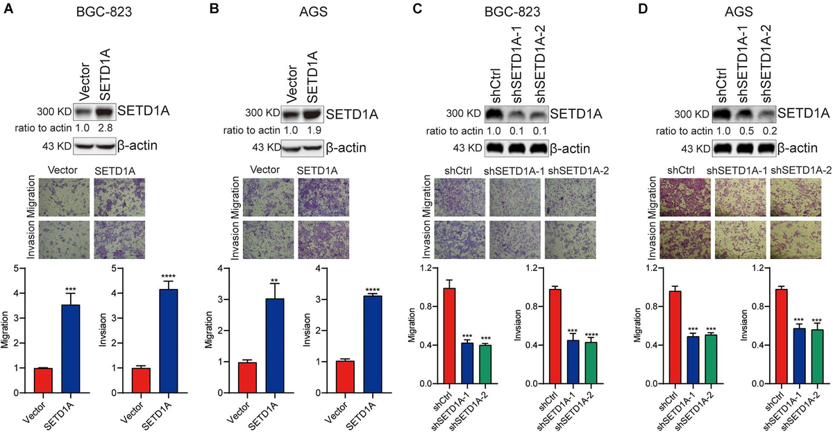 Frontiers | Histone Methyltransferase SETD1A Induces Epithelial ...
