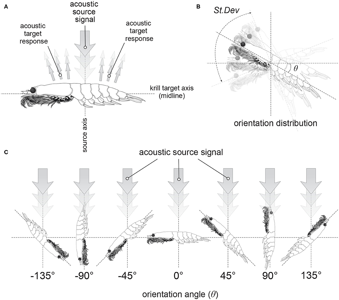 Frontiers | Improving the Accuracy of Krill Target Strength Using a ...