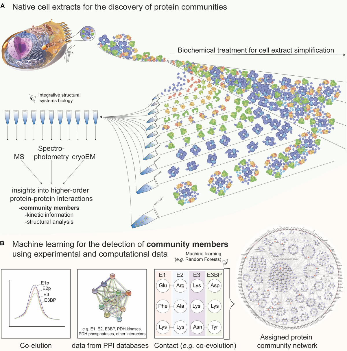 Frontiers | Detecting Protein Communities in Native Cell Extracts by ...
