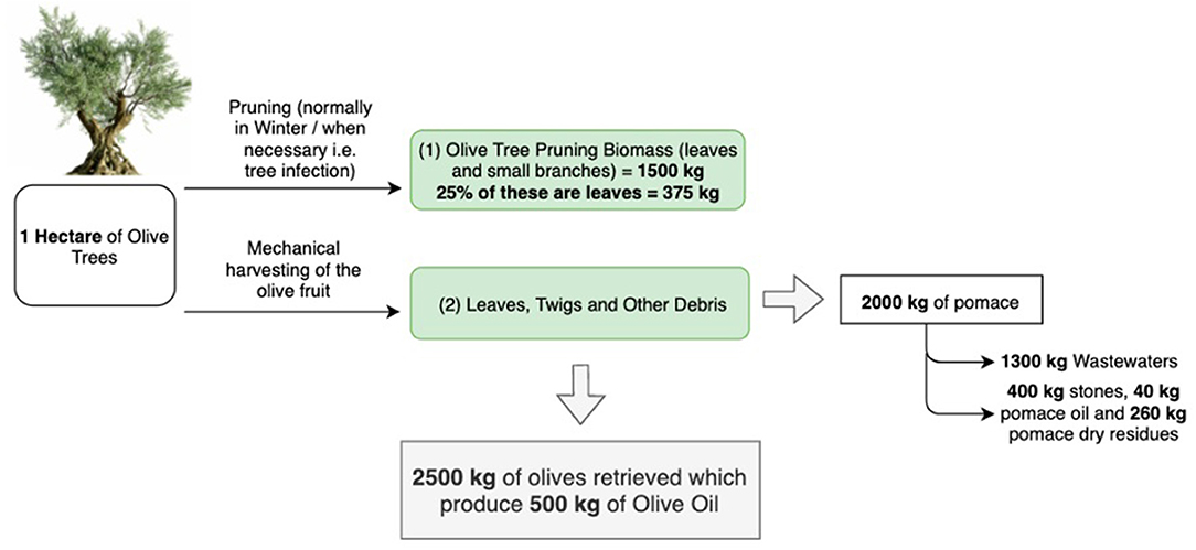 Frontiers | Olive Leaf Waste Management