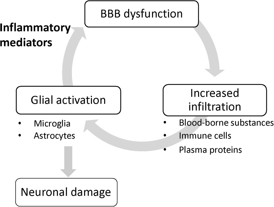 Frontiers | Blood-Brain Barrier Dysfunction Amplifies the Development ...