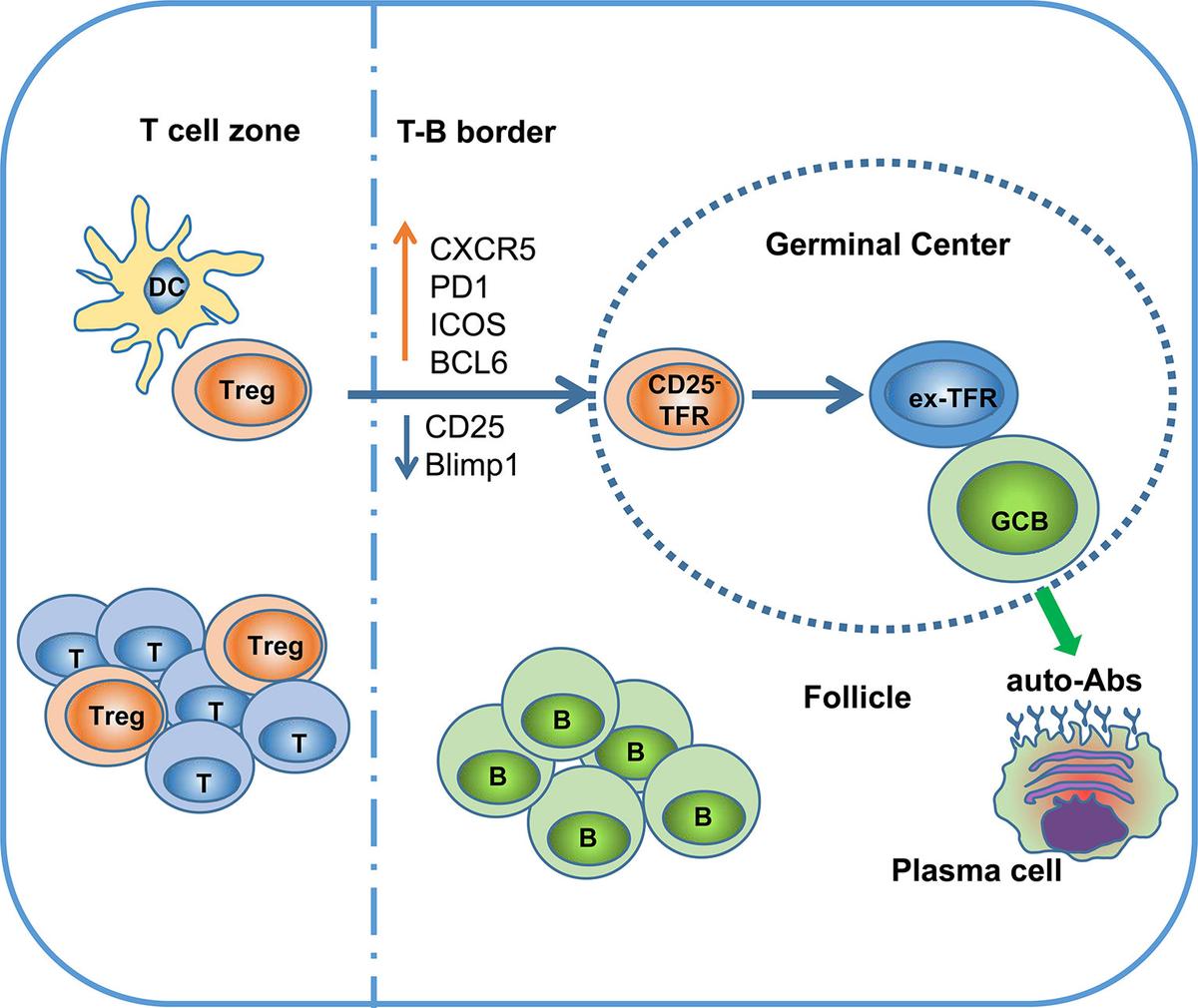 Frontiers | Ex-TFRs: A Missing Piece of the SLE Puzzle?