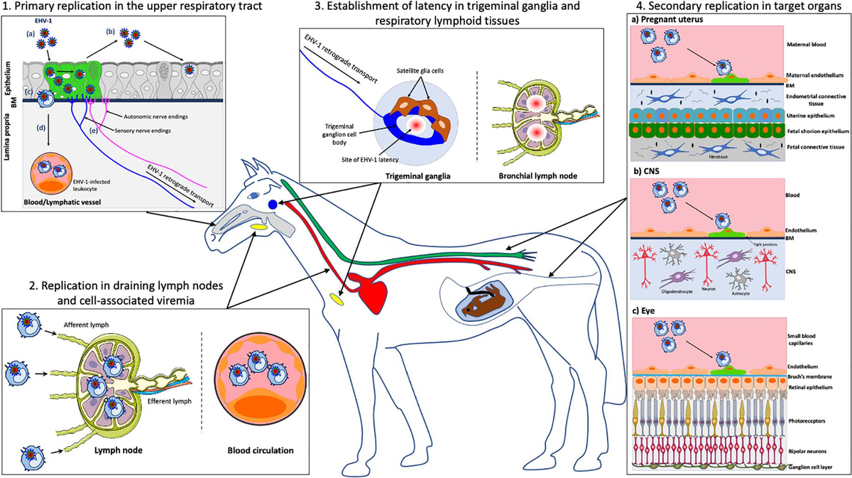 Tragende Stute gegen Herpes impfen? Ja oder Nein? - Horse-Gate-Forum