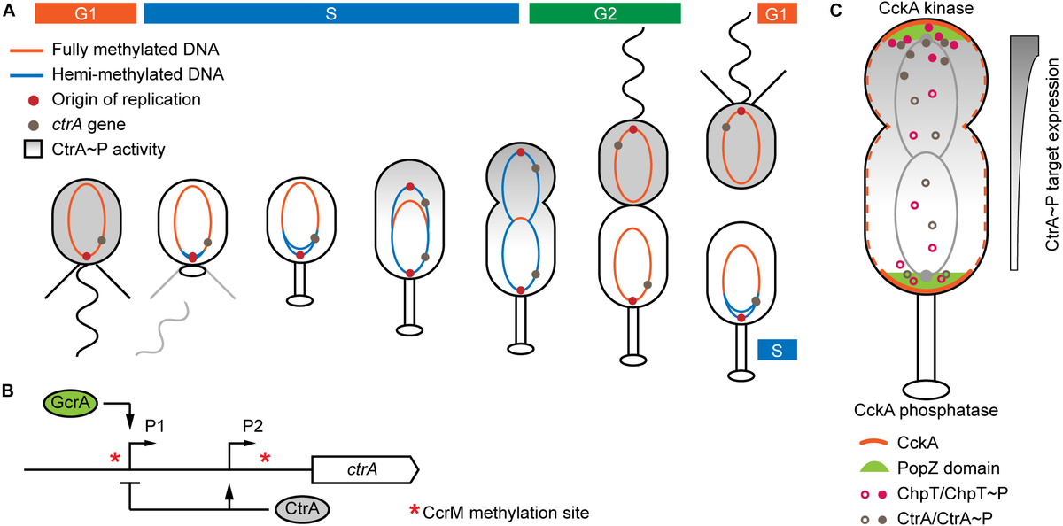 Frontiers | Connection Between Chromosomal Location and Function of ...