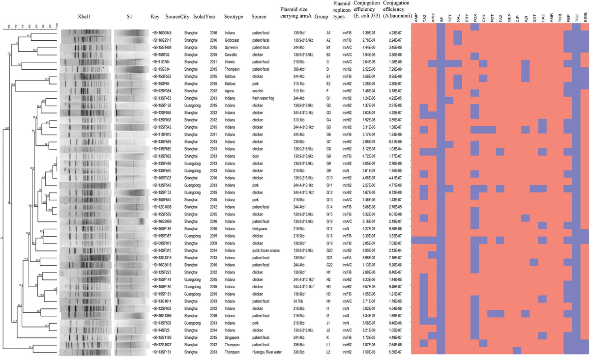 Frontiers | Prevalence of 16S rRNA Methylation Enzyme Gene armA in ...