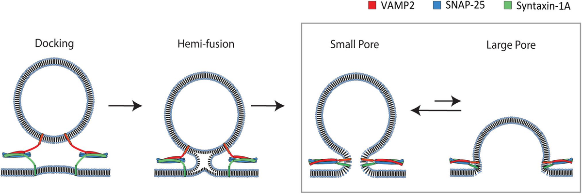 Frontiers | Membrane Binding of α-Synuclein Stimulates Expansion of ...