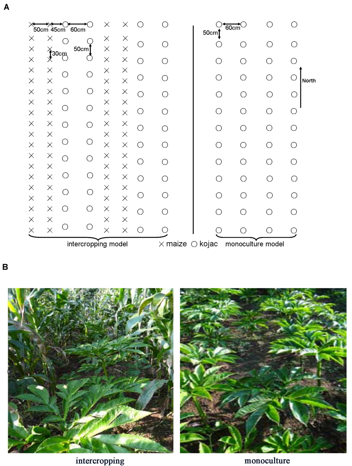 Frontiers | Photosynthetic and Photoprotective Responses to Steady ...