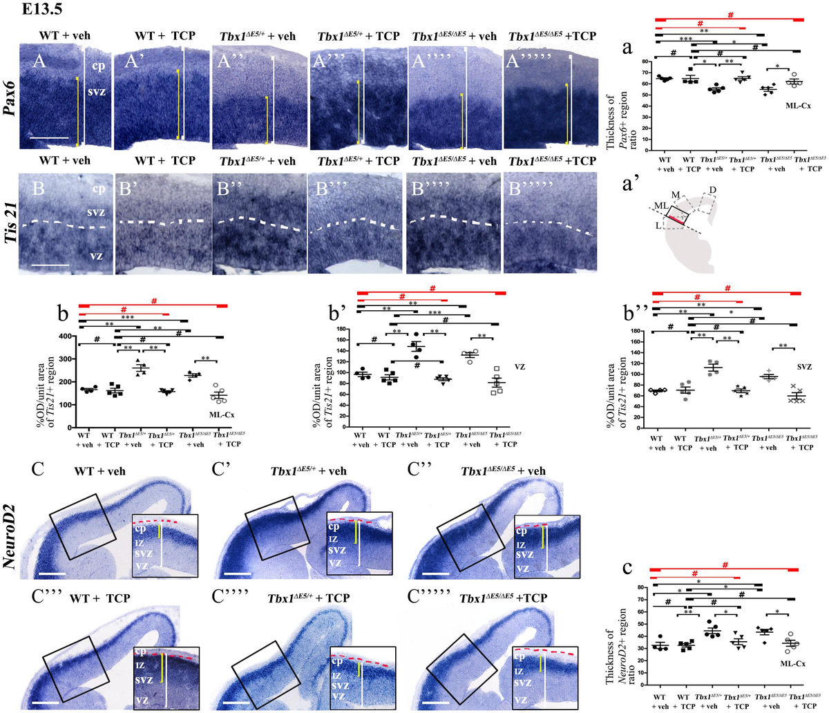 Frontiers | Pharmacological Rescue of the Brain Cortex Phenotype of ...