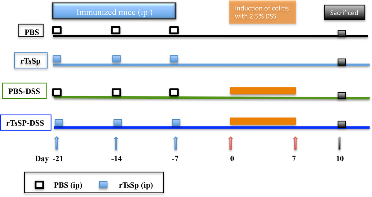 Frontiers | Immune Protection of a Helminth Protein in the DSS-Induced ...