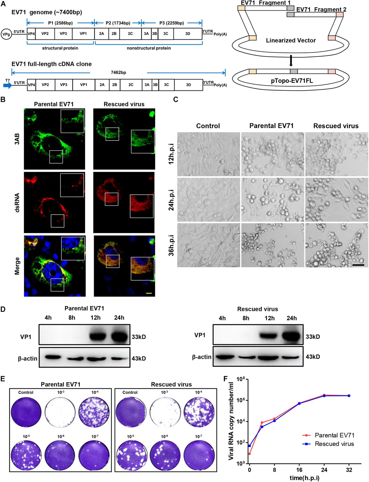 Frontiers | Reverse Genetic Approaches for the Generation of Full ...