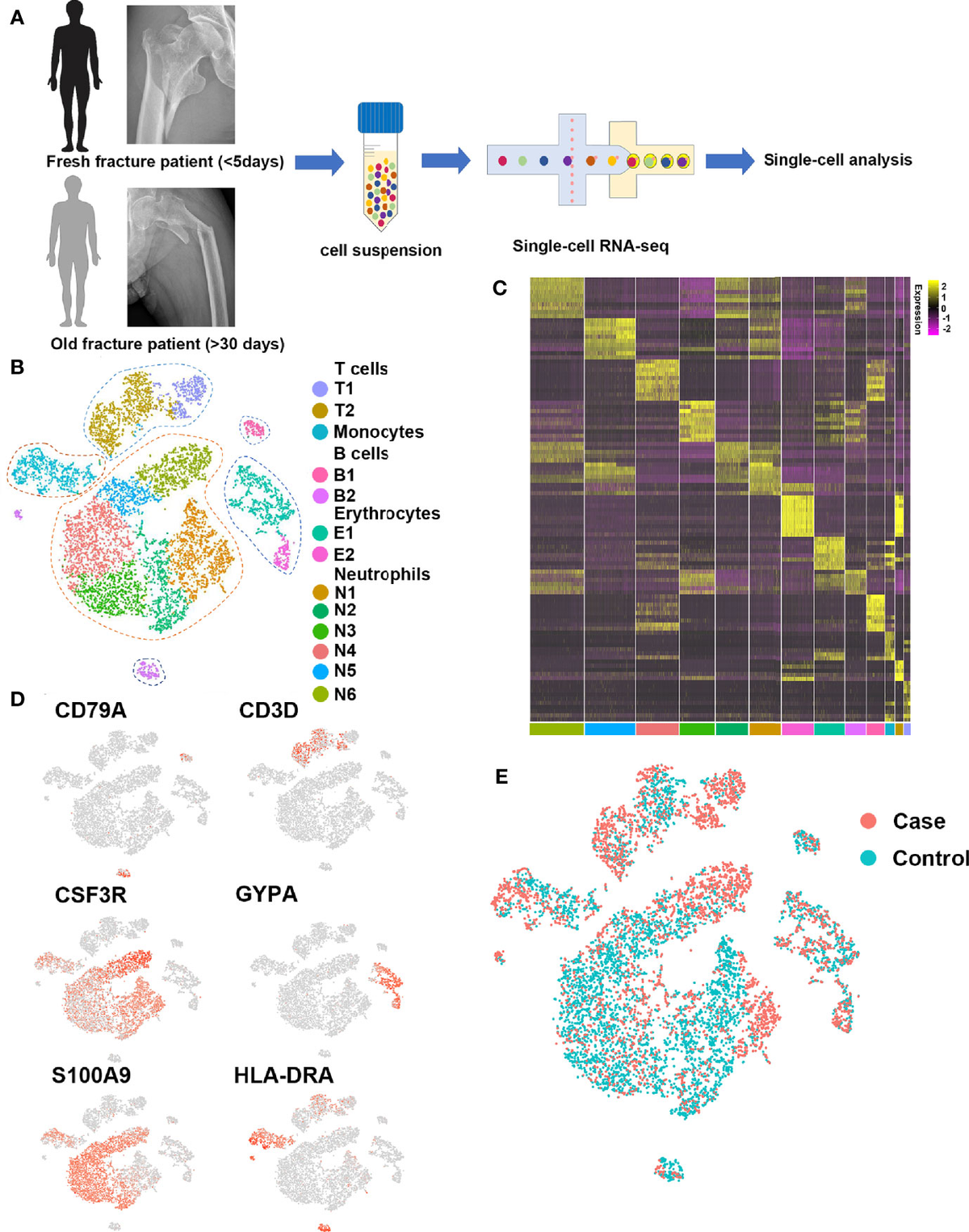 Frontiers | Single-Cell RNA Sequencing Reveals B Cells Are Important ...