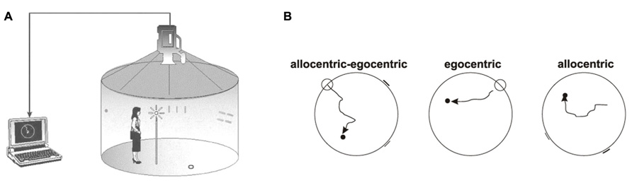 Frontiers | Spatial navigation in young versus older adults
