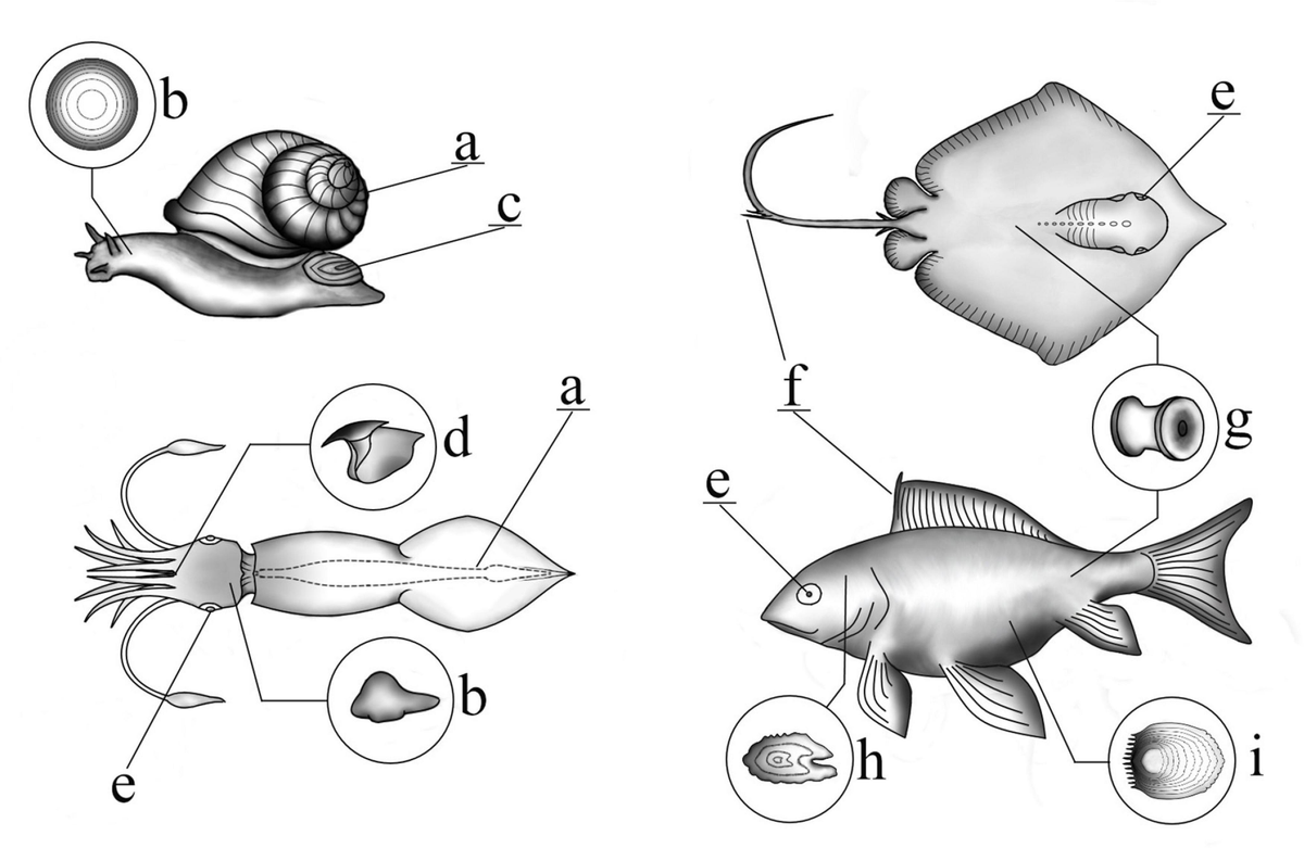 Frontiers | Application of Shape Analyses to Recording Structures of ...