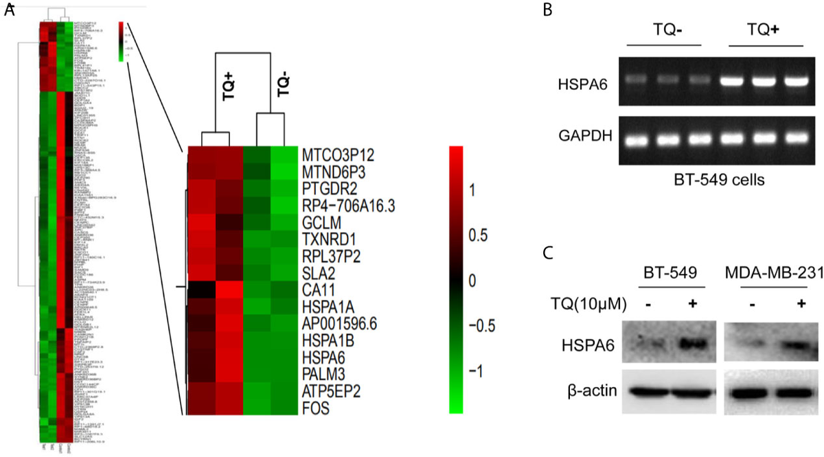 Frontiers | RNA-Sequencing Reveals Heat Shock 70-kDa Protein 6 (HSPA6 ...
