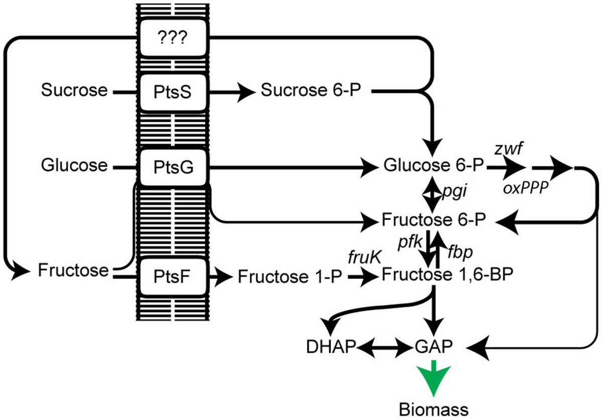 Frontiers | Evolving a New Efficient Mode of Fructose Utilization for ...