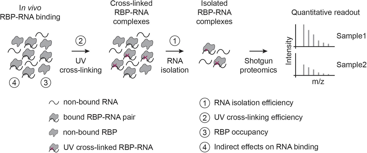 Frontiers | Opportunities and Challenges in Global Quantification of ...