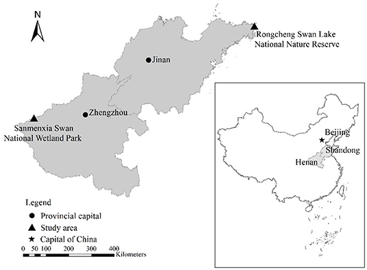 Frontiers | Comparative Analysis of the Fecal Bacterial Microbiota of ...