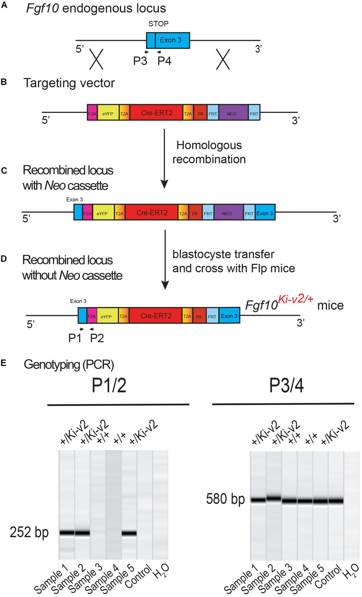 Frontiers | Validation of a Novel Fgf10Cre–ERT2 Knock-in Mouse Line ...