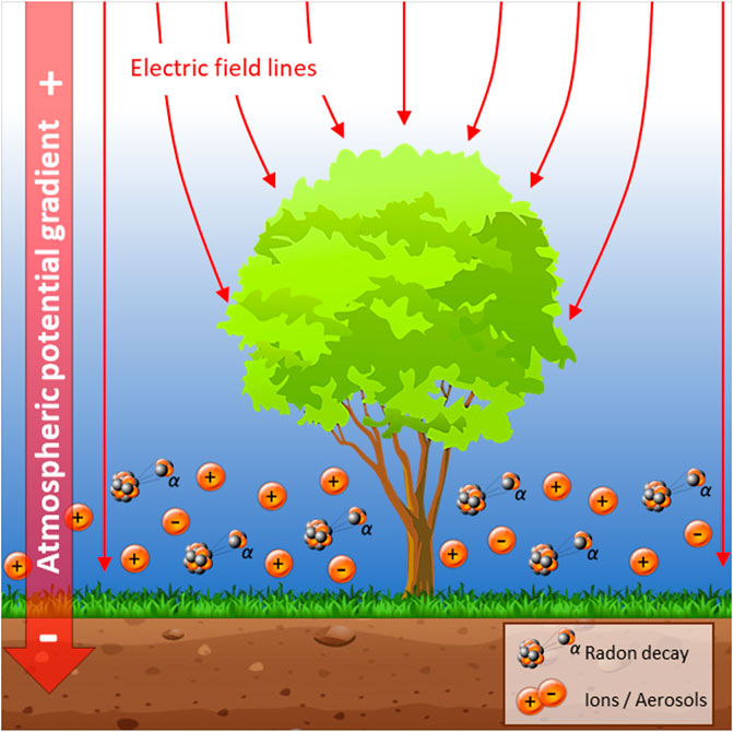 Frontiers | Tree Canopies Influence Ground Level Atmospheric Electrical ...