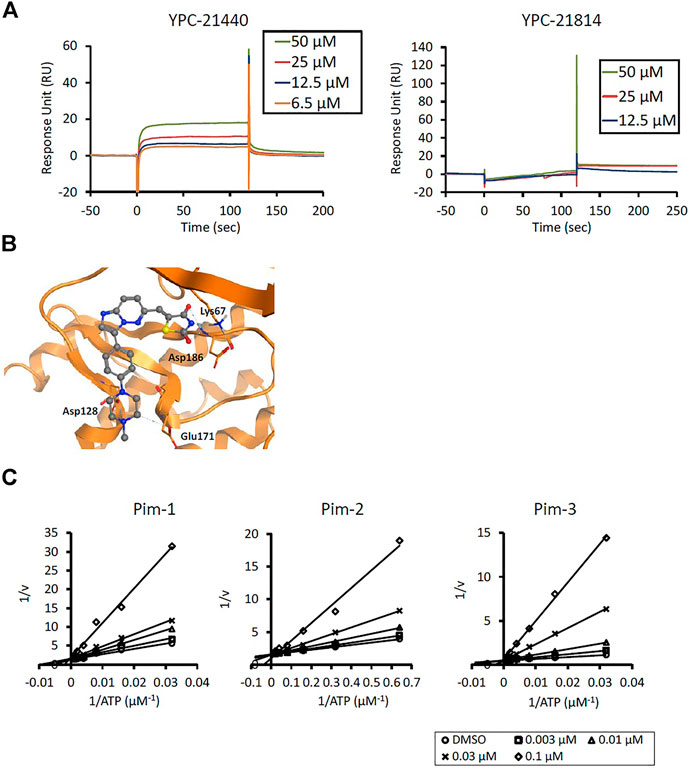 Frontiers | Novel Pan-Pim Kinase Inhibitors With Imidazopyridazine and ...