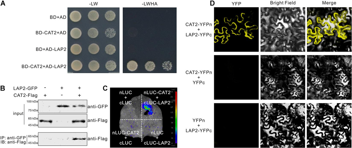 Frontiers | Mutual Promotion of LAP2 and CAT2 Synergistically Regulates ...