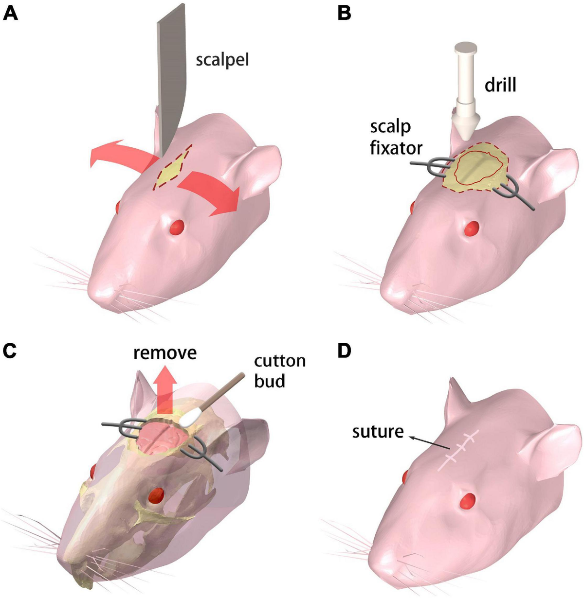 Frontiers | A Skull-Removed Chronic Cranial Window for Ultrasound and ...