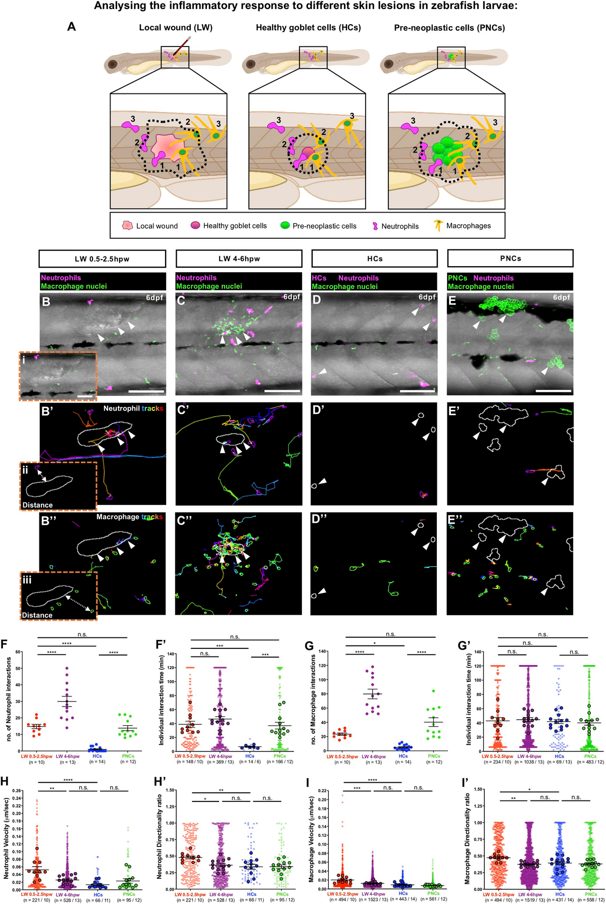 Frontiers | Modulating the Inflammatory Response to Wounds and Cancer ...