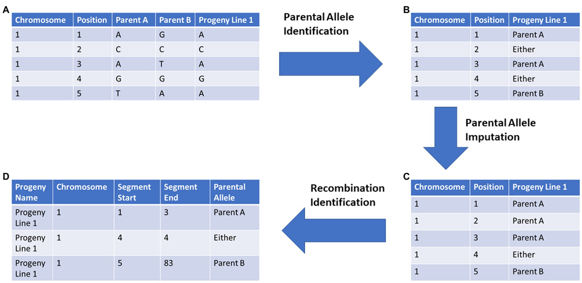 Frontiers | PATRIOT: A Pipeline for Tracing Identity-by-Descent for Chromosome Segments to ...