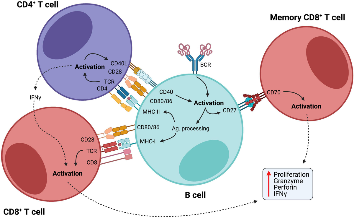Frontiers | B Cell Orchestration of Anti-tumor Immune Responses: A ... Frontiers | B Cell Orchestration of Anti-tumor Immune Responses: A ...