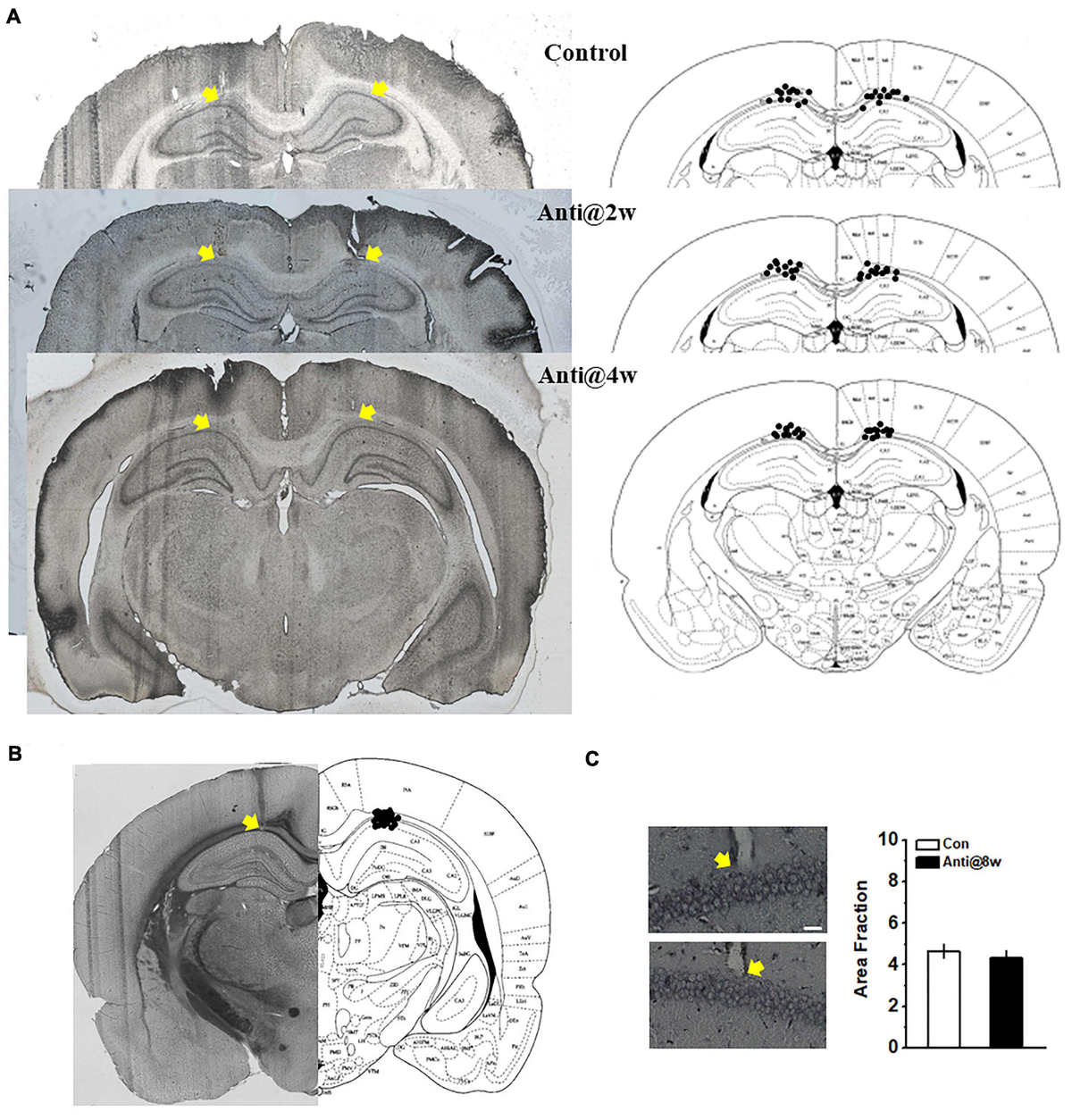 Frontiers | Requirements of Postnatal proBDNF in the Hippocampus for ...