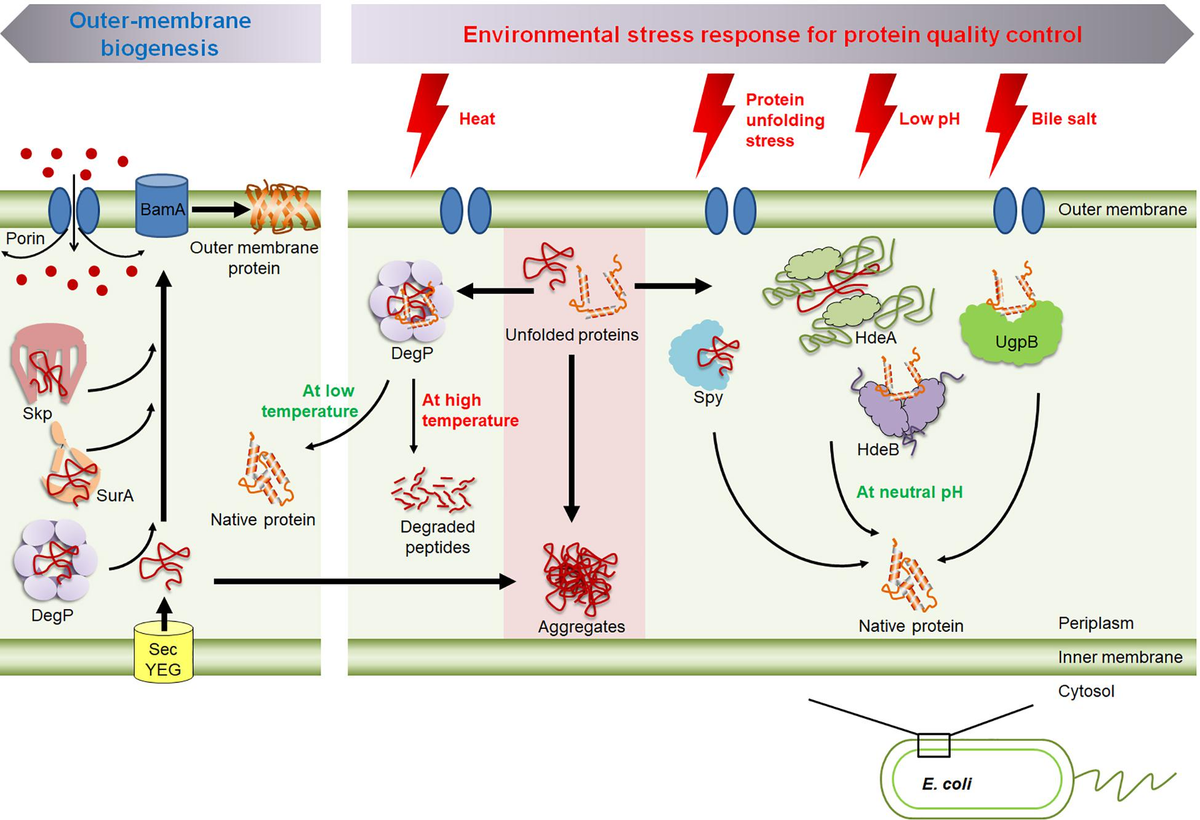 Frontiers | Stress-Responsive Periplasmic Chaperones in Bacteria