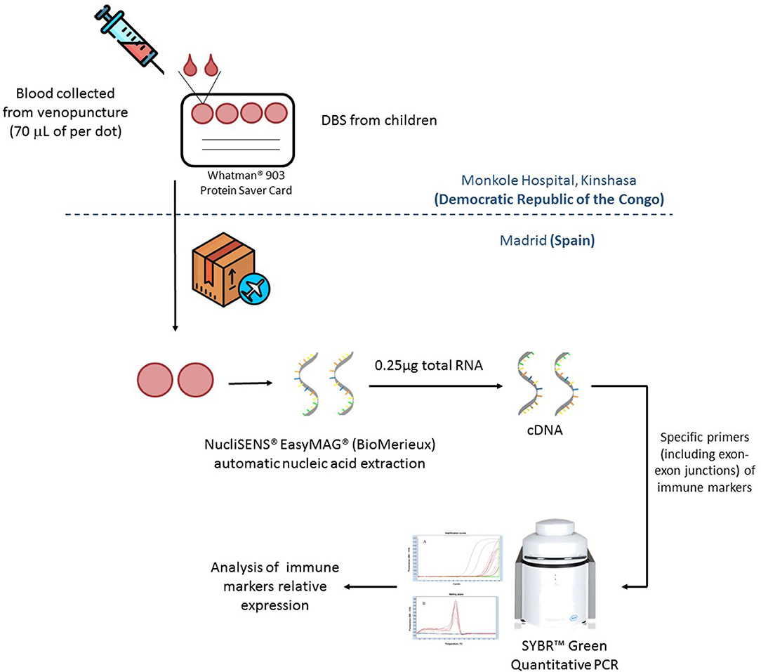 Frontiers | Dried Blood Specimens as an Alternative Specimen for Immune ...