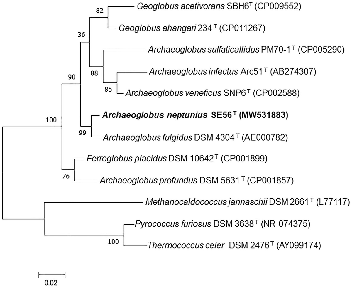 Frontiers | Physiological and Genomic Characterization of a ...