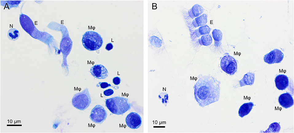 Frontiers | Bronchoalveolar Lavage Fluid Cytology in Healthy Cynomolgus ...