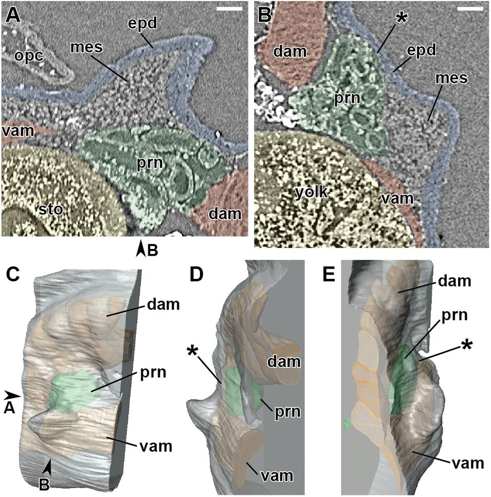 Frontiers | Development of the Pectoral Lobed Fin in the Australian ...