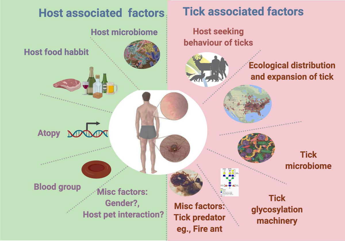 Frontiers | Tick Saliva and the Alpha-Gal Syndrome: Finding a Needle in ...