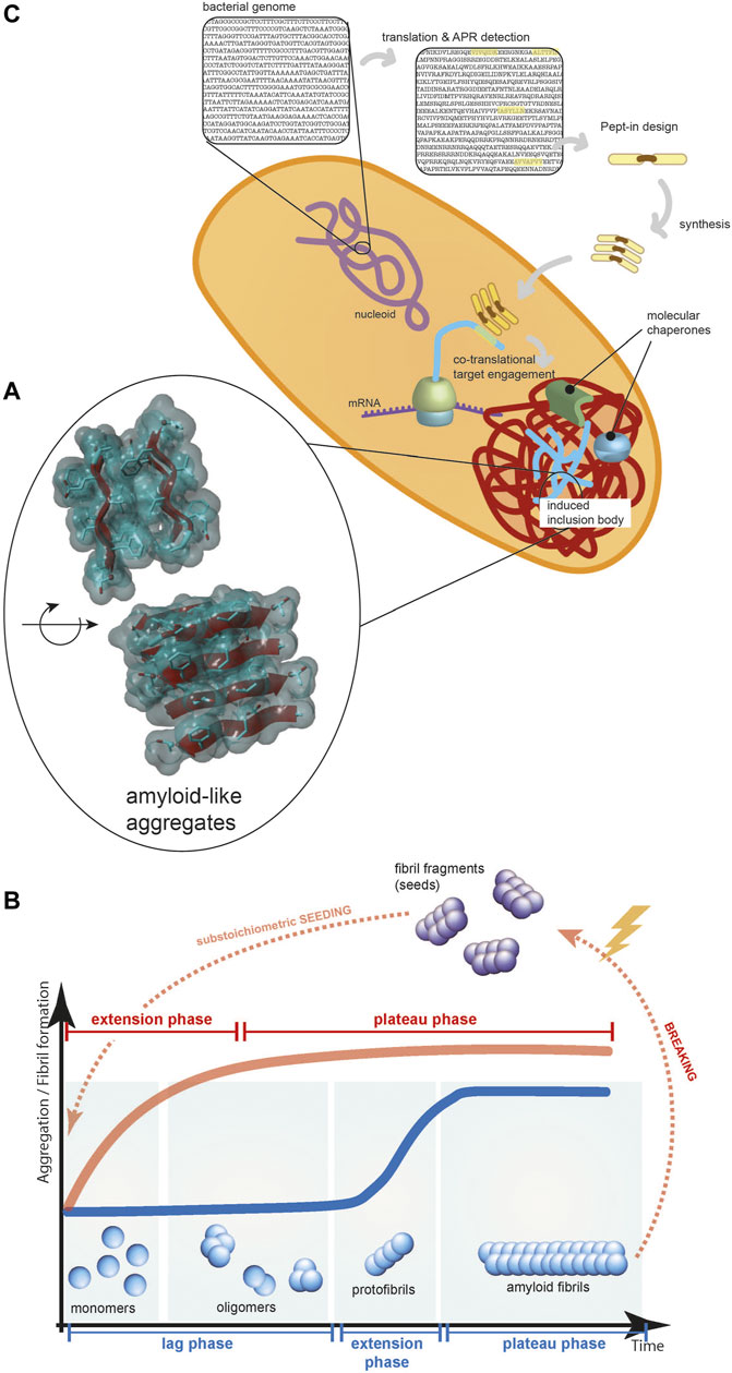 Frontiers | Bacterial Protein Homeostasis Disruption as a Therapeutic ...