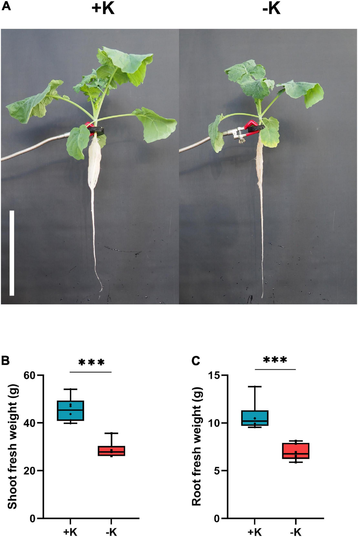 Frontiers | K Deprivation Modulates the Primary Metabolites and ...