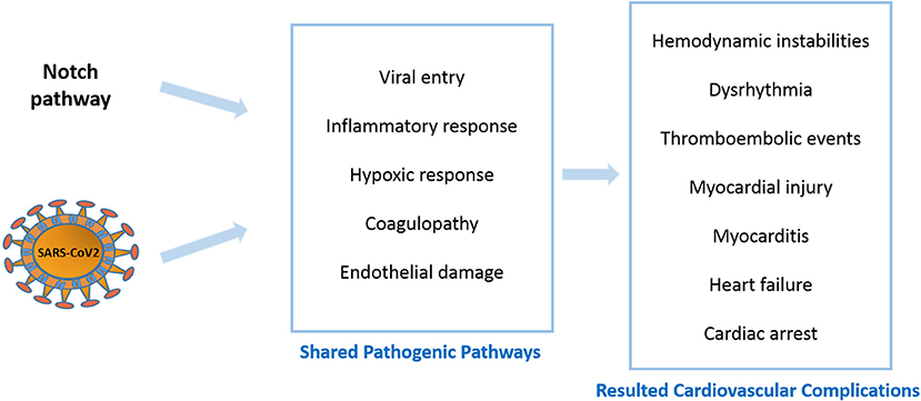 Frontiers | The Notch Pathway: A Link Between COVID-19 Pathophysiology ...