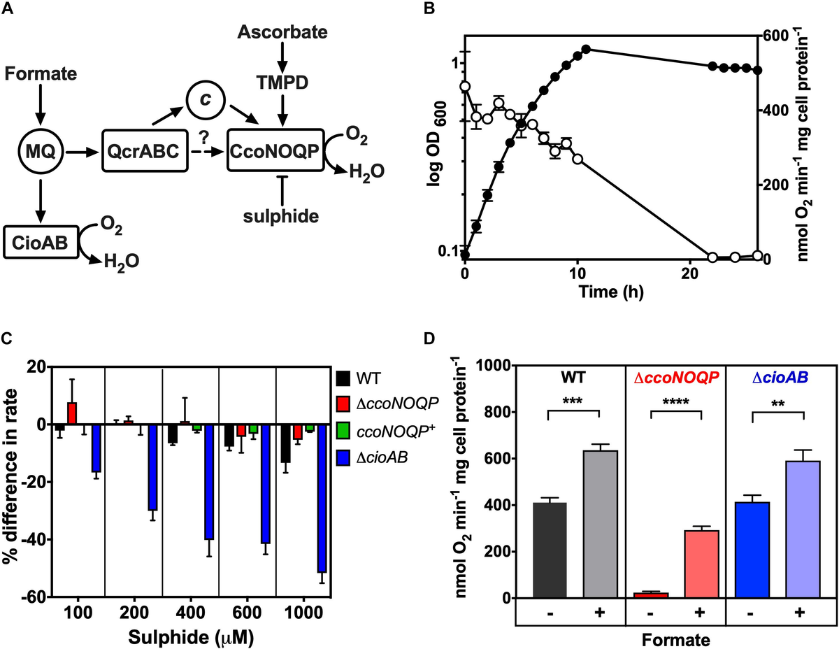 Frontiers | Genes Linking Copper Trafficking and Homeostasis to the ...