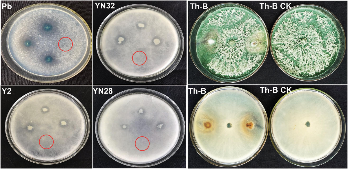 Frontiers | Deciphering the Bacillus amyloliquefaciens B9601-Y2 as a ...