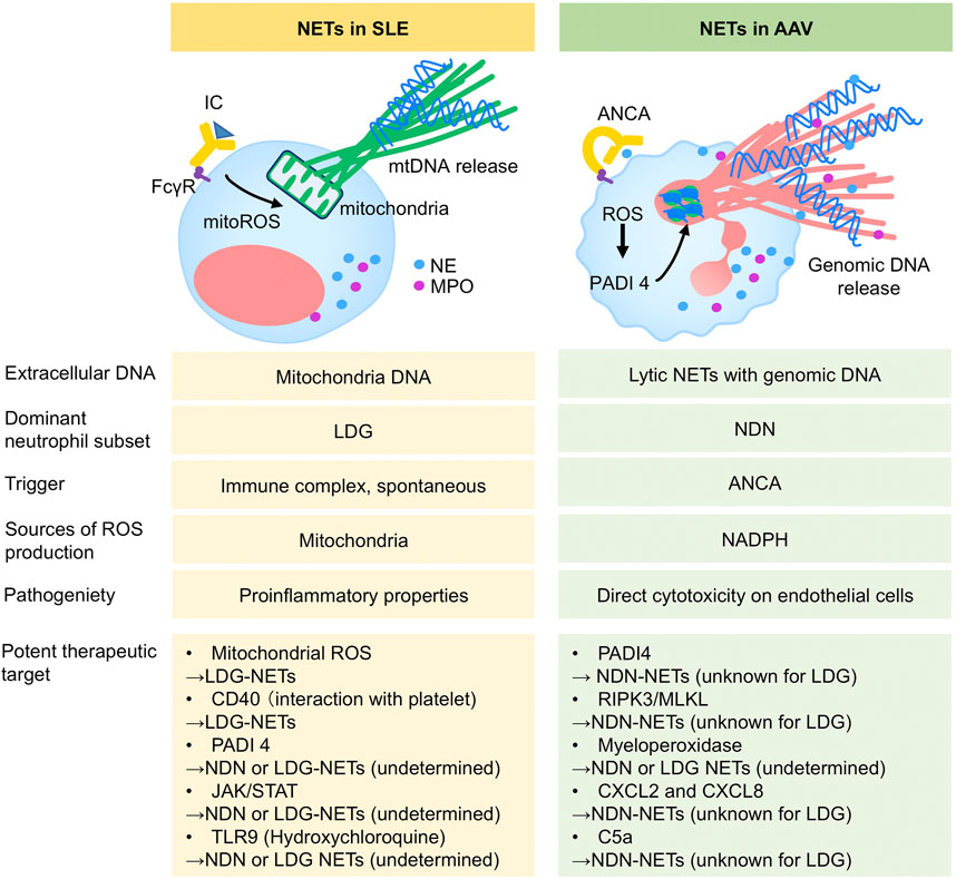 Frontiers | Novel Therapeutic Strategy Based on Neutrophil Subset and ...