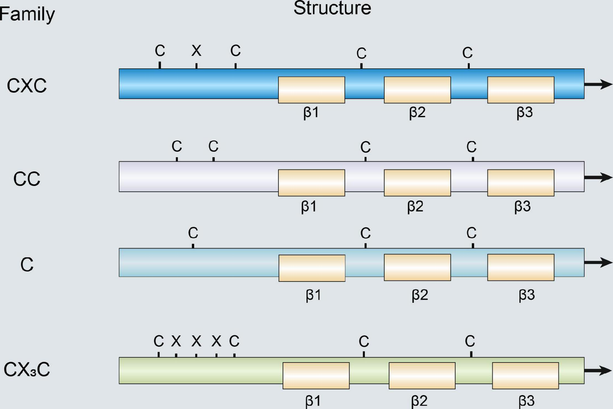 Frontiers | The Roles of CCR9/CCL25 in Inflammation and Inflammation ...
