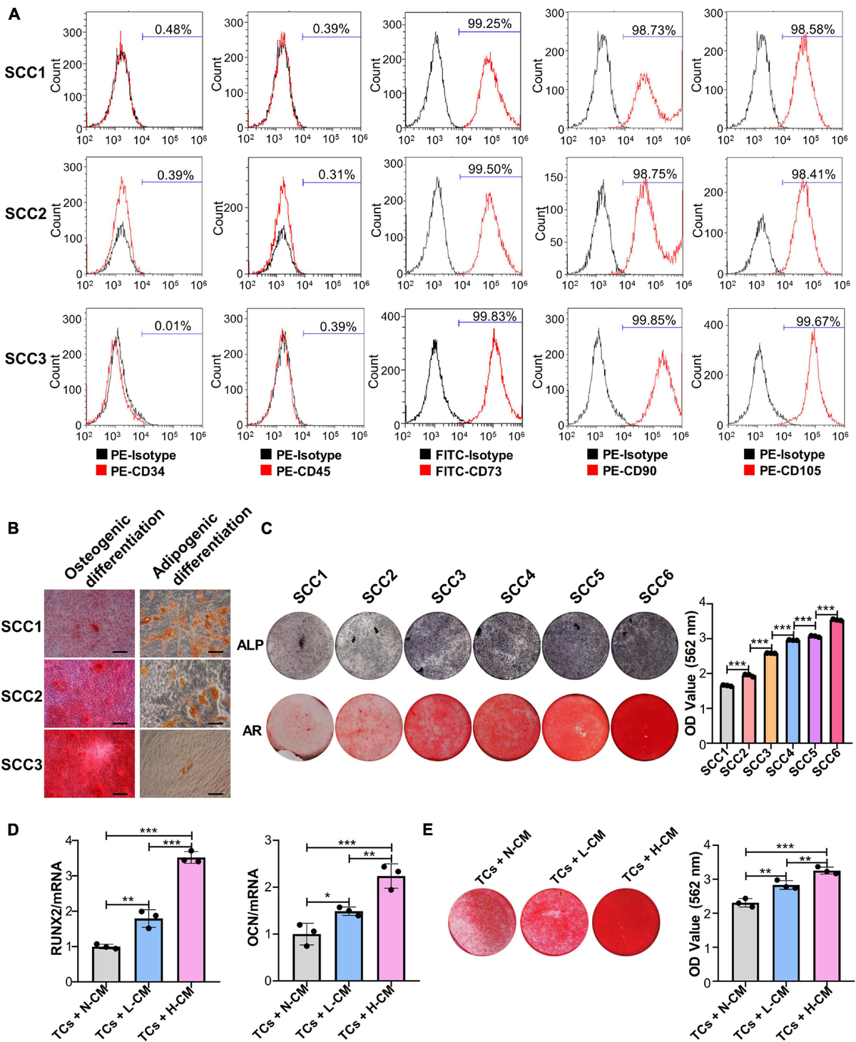 Frontiers Exosomes Regulate Interclonal Communication On Osteogenic