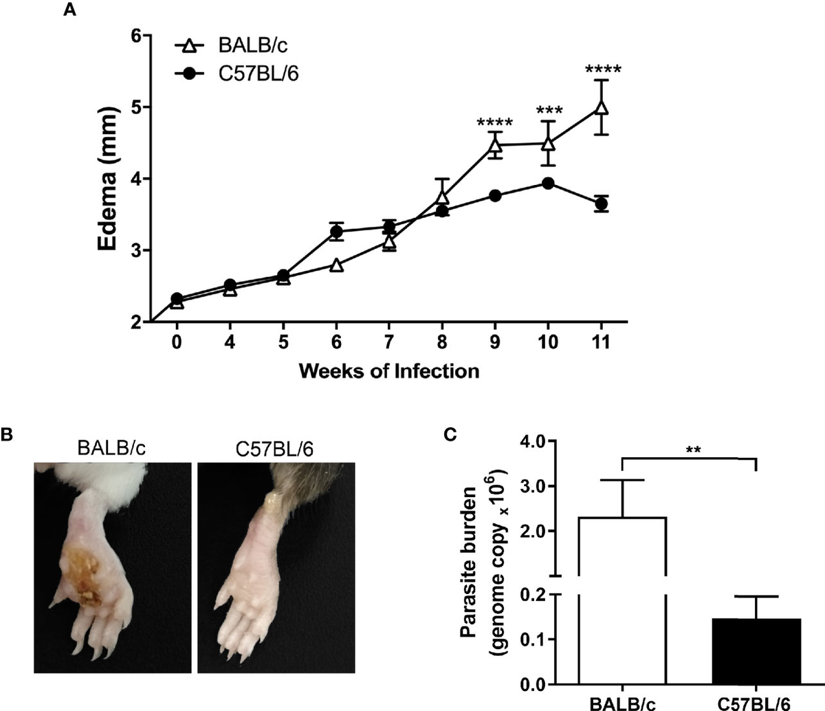 Frontiers Murine Susceptibility To Leishmania Amazonensis Infection