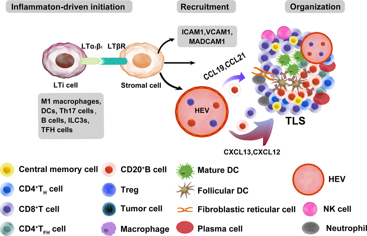 Frontiers | Tertiary Lymphoid Structures in Cancer: The Double-Edged ...