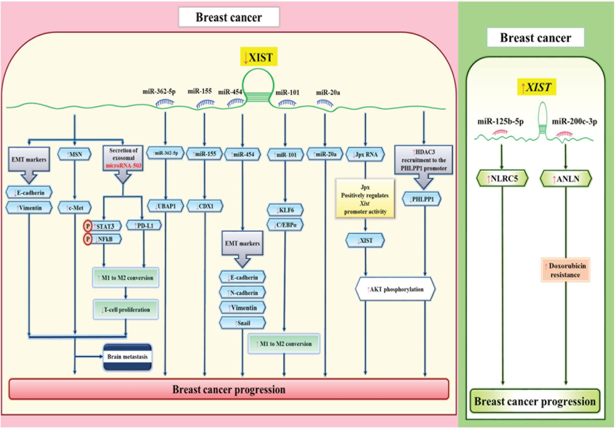 Frontiers | X-Inactive-Specific Transcript: Review of Its Functions in the Carcinogenesis