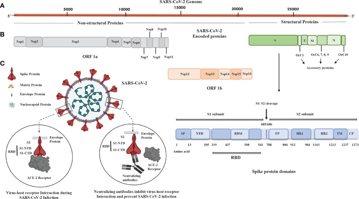 Frontiers | COVID-19 Pandemic and Vaccines Update on Challenges and ...