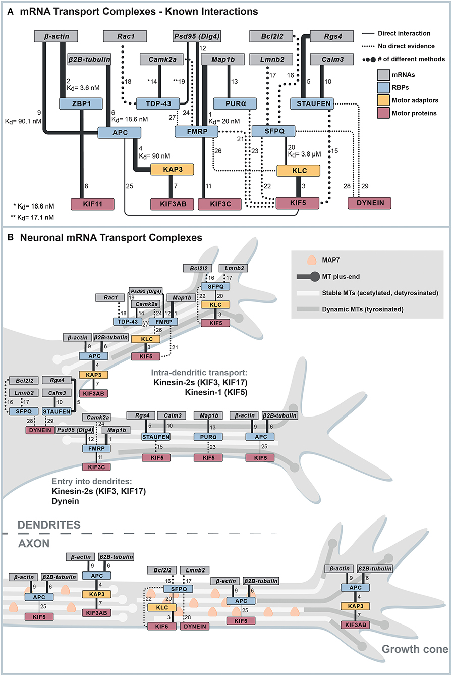 Frontiers | Mammalian Neuronal mRNA Transport Complexes: The Few Knowns ...