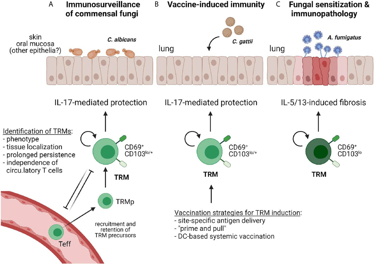 Frontiers | Tissue-Resident Memory T Cells in Antifungal Immunity